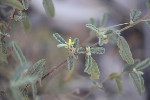 Corchorus sidoides · iNaturalist United Kingdom