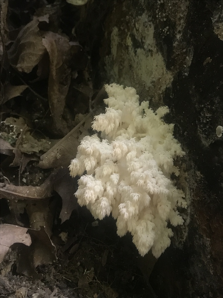 Coral tooth fungus from Albert Johnson Rd, Nashville, IN, US on October ...