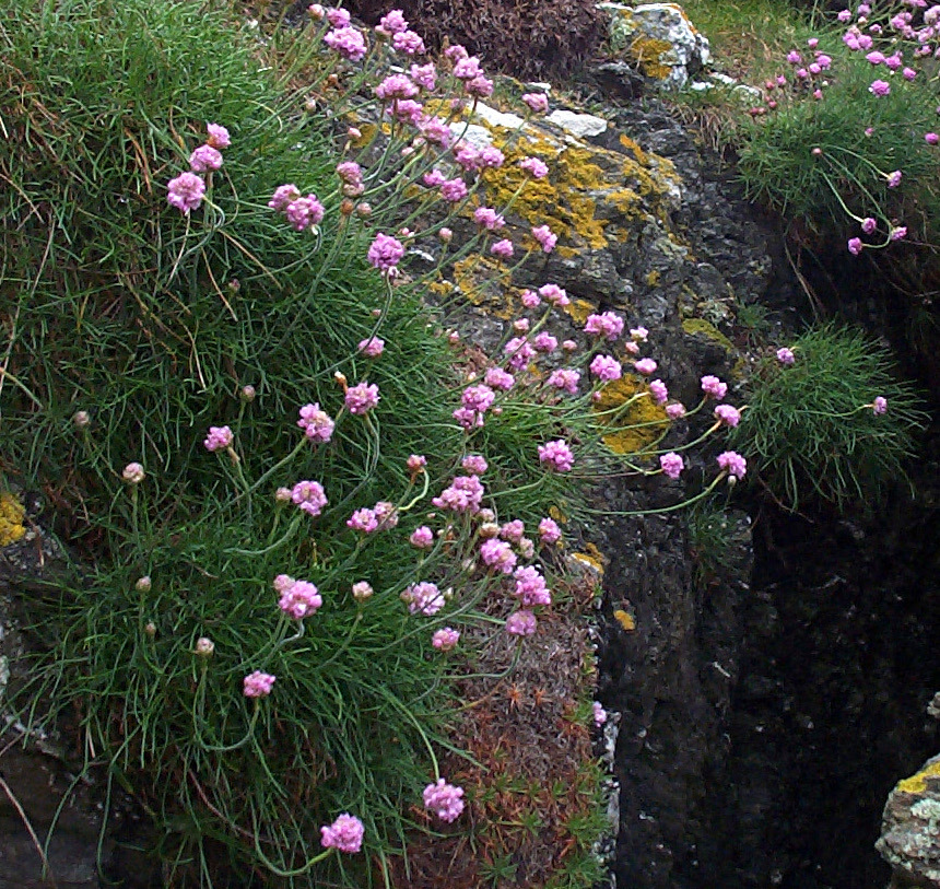 Sea Thrift from St Mawes, Cornwall, UK on May 21, 2003 by V. Lohr ...