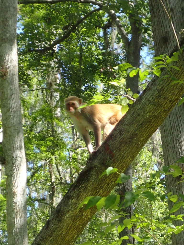 Rhesus Macaque from Silver River, Marion County, FL, USA on April 4 ...