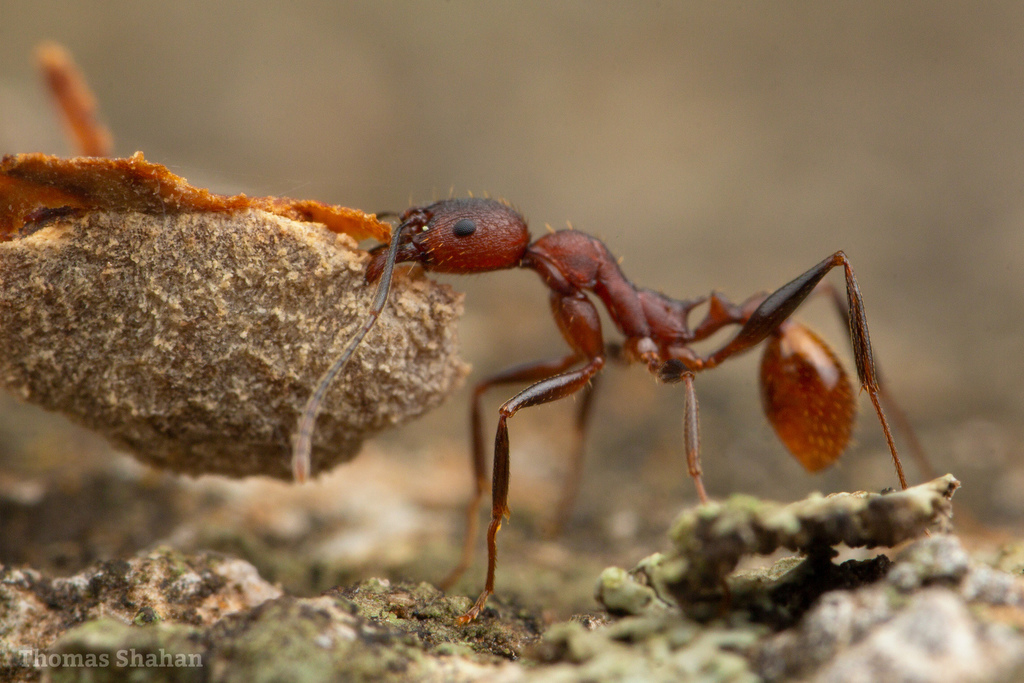Notched Collared Ant (Ants of Virginia) · iNaturalist