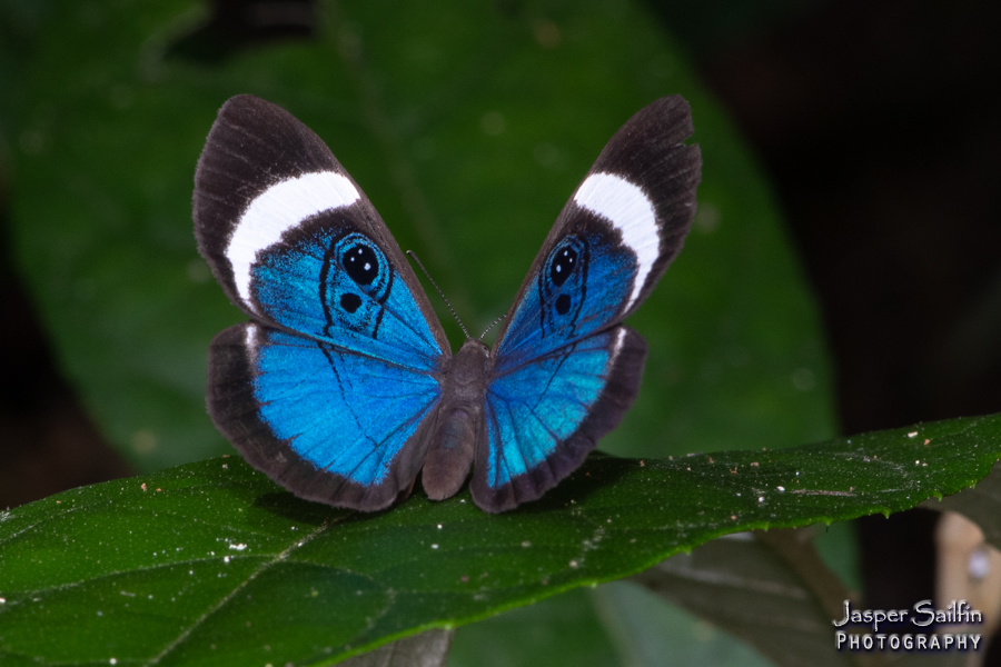 Mesosemia loruhama Hewitson, 1869