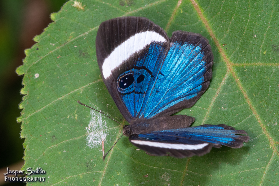 Mesosemia loruhama Hewitson, 1869