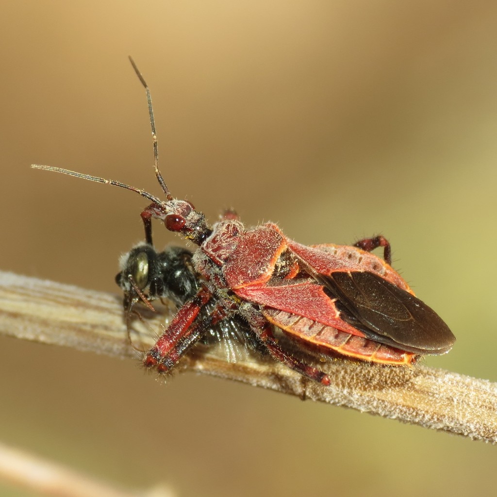Desert Bee Assassin from Catalina Foothills, AZ, USA on April 25, 2018 ...
