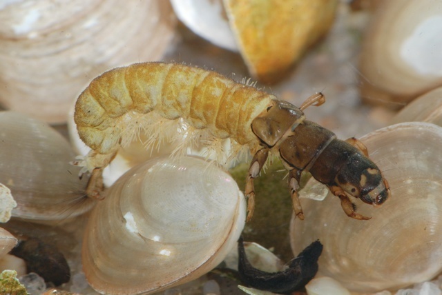 Hydropsyche (Aquatic Macro-invertebrates of Bandelier National Monument ...