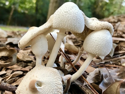 Genus Leucocoprinus (Fungi of Bukit Gasing) · iNaturalist