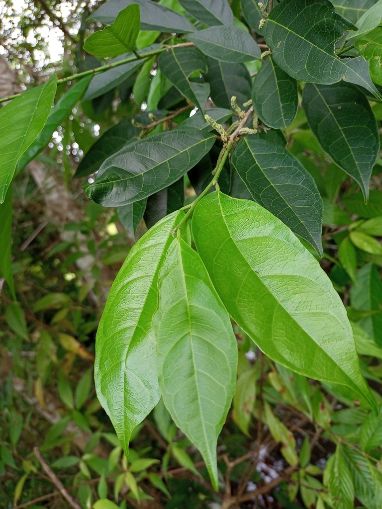 Trophis racemosa from 29936 Chis., México on October 9, 2021 at 04:14 ...