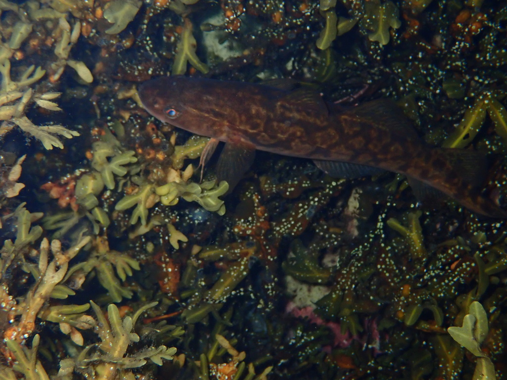 Atlantic Tomcod from North Atlantic Ocean, Halifax, CA on October 12 ...
