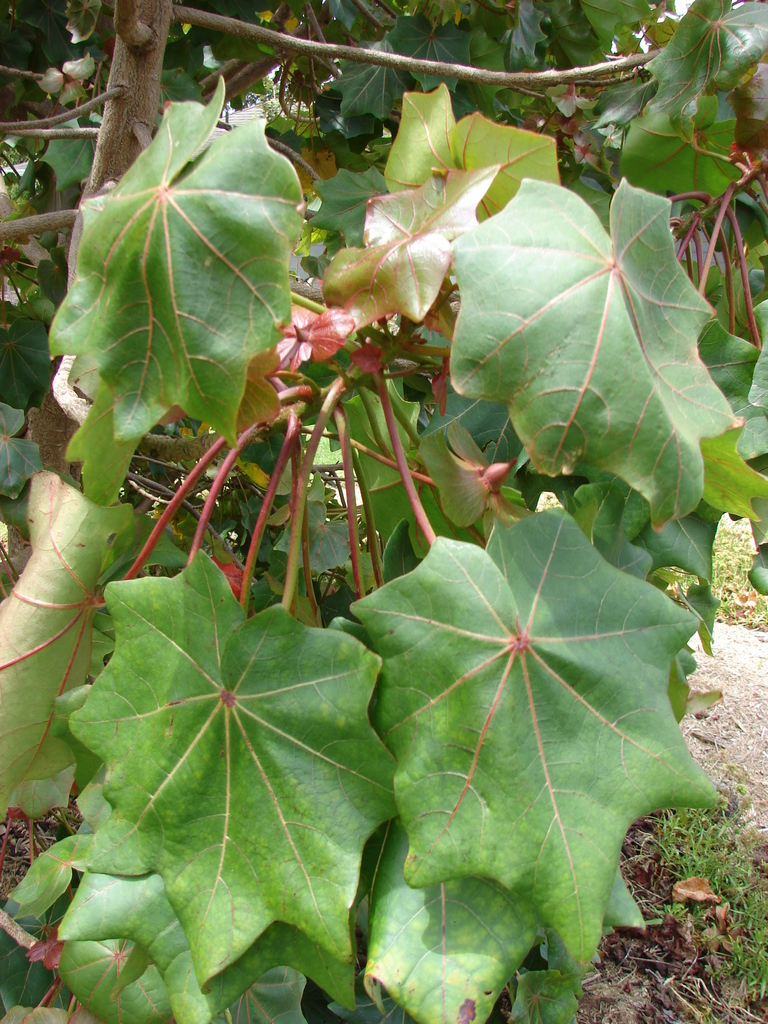 Hawaiian Tree Cotton (Kokia drynarioides) - Botanical Realm