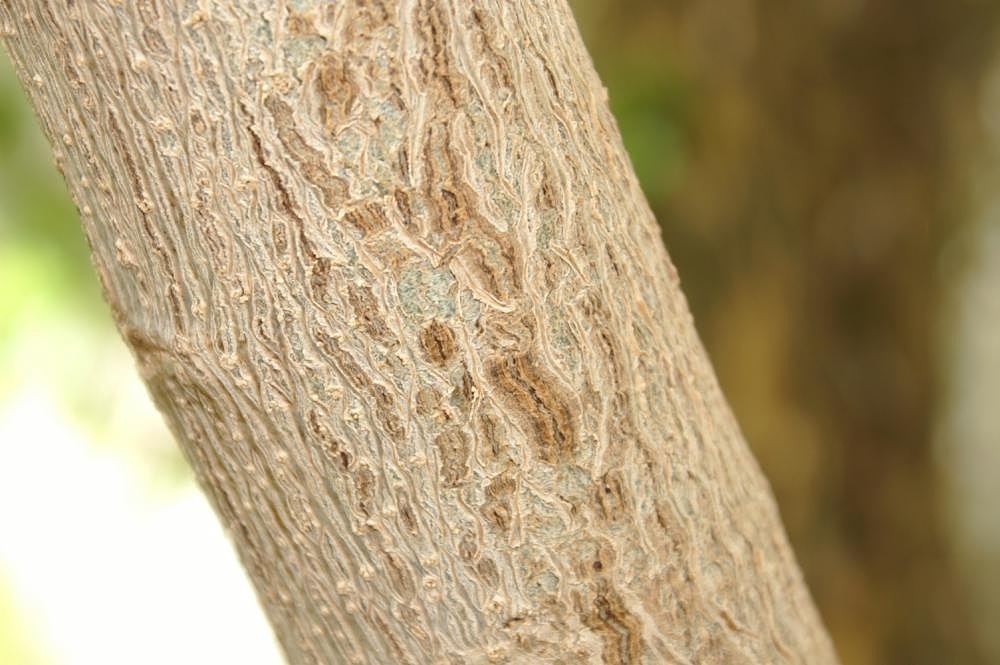 Hawaiian Tree Cotton (Kokia drynarioides) - Botanical Realm
