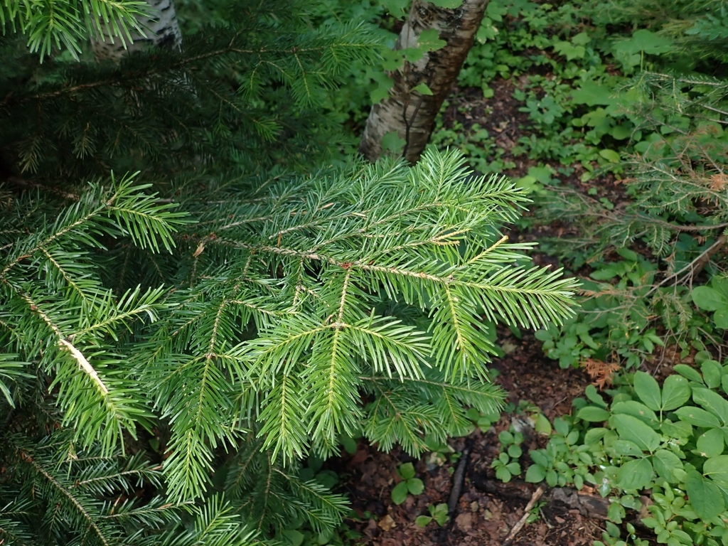 subalpine fir from Pine Le Moray, Peace River, British Columbia, Canada ...