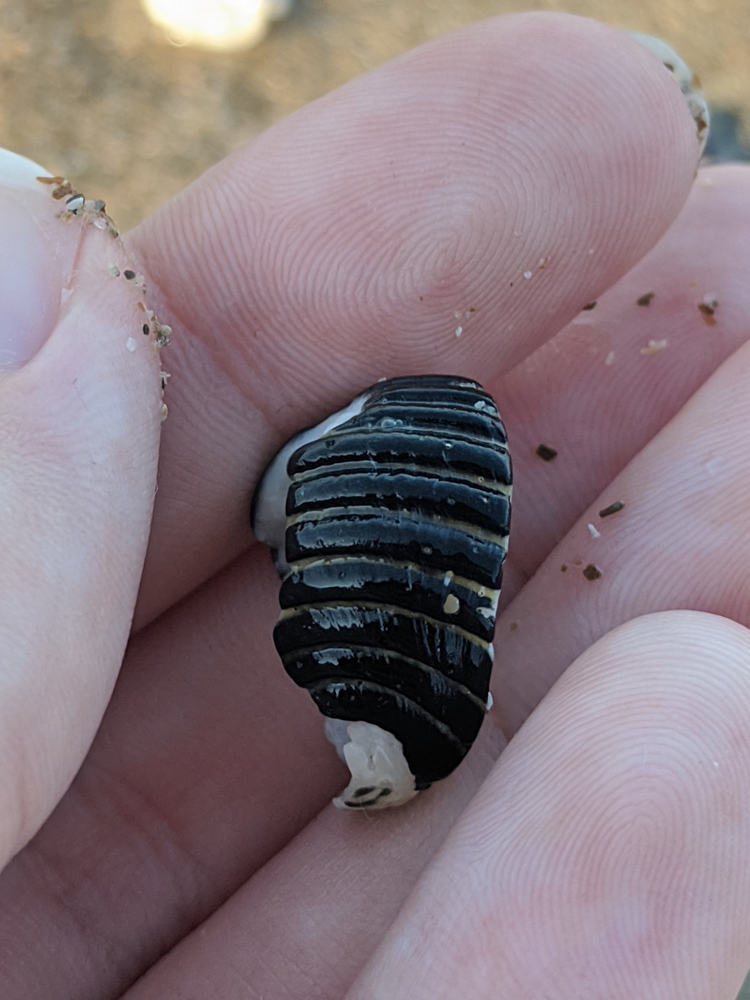 Nerita costata Gmelin, 1791