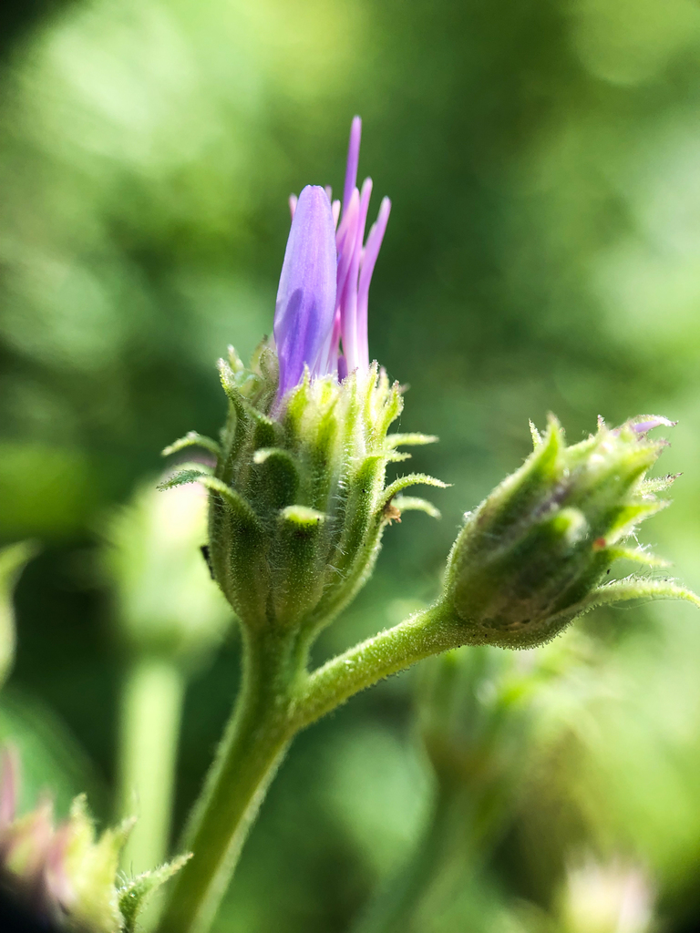 asters and allies from Beatton, Peace River, British Columbia, Canada ...