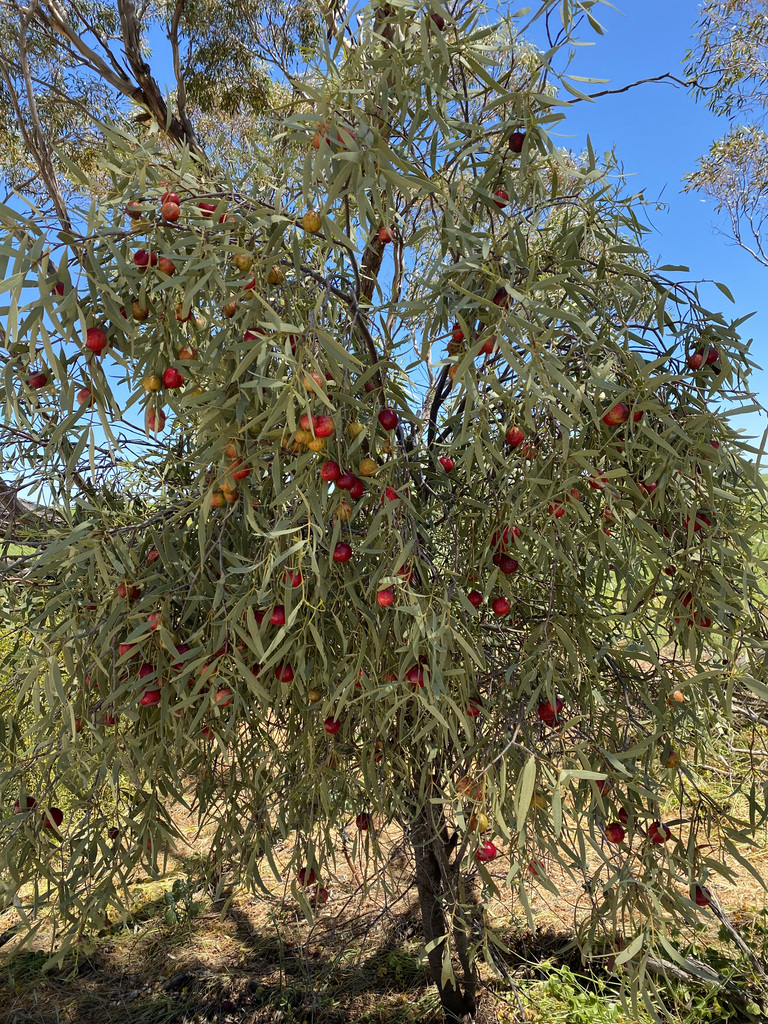 Desert Quandong (Santalum acuminatum) - Botanical Realm