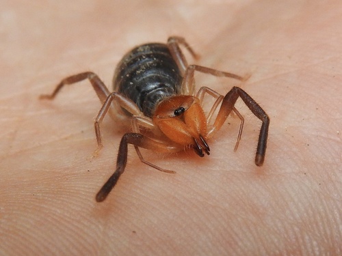 Solifuga Mulaikova (Ammotrechula mulaiki)