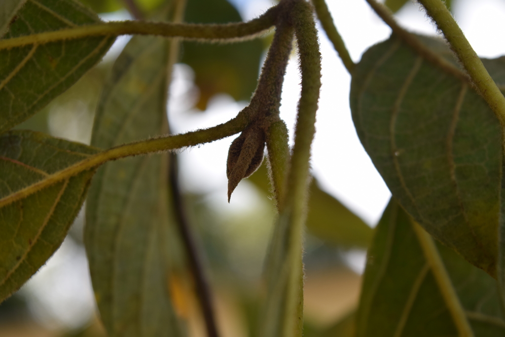 Spanish elm from Popayán, Cauca, Colombia on August 12, 2021 at 10:54 ...