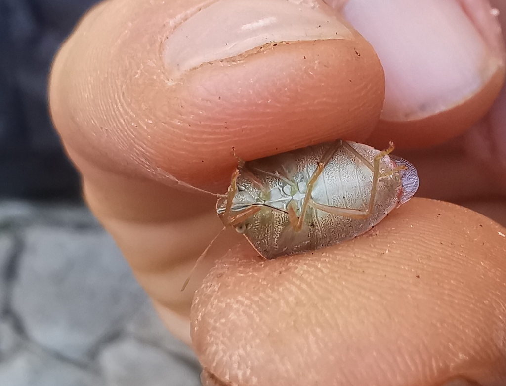 Acrosternum heegeri (Madeira True Bugs) · iNaturalist