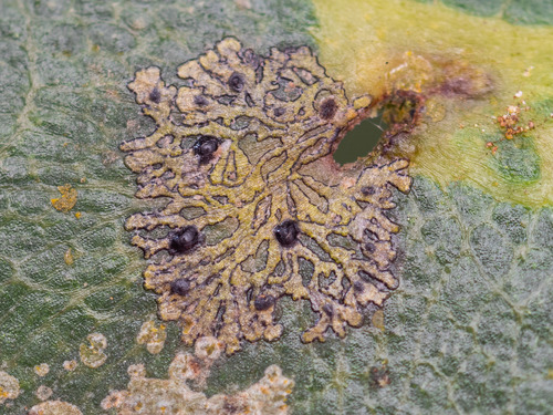 Strigula subtilissima · iNaturalist United Kingdom