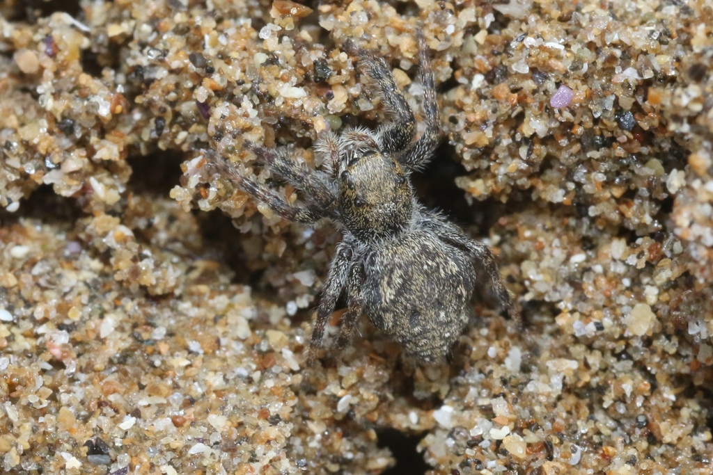 Intertidal Jumping Spider from Los Angeles County, CA, USA on April 24 ...