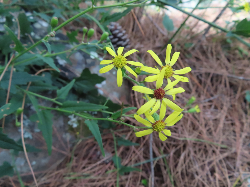 climbing senecio from 556台灣南投縣信義鄉無雙山 on October 9, 2021 at 03:12 PM by ...
