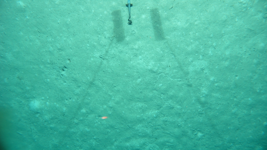 Gadomus on November 02, 2008 at 02:57 PM by Rachel Przeslawski. Depth ...