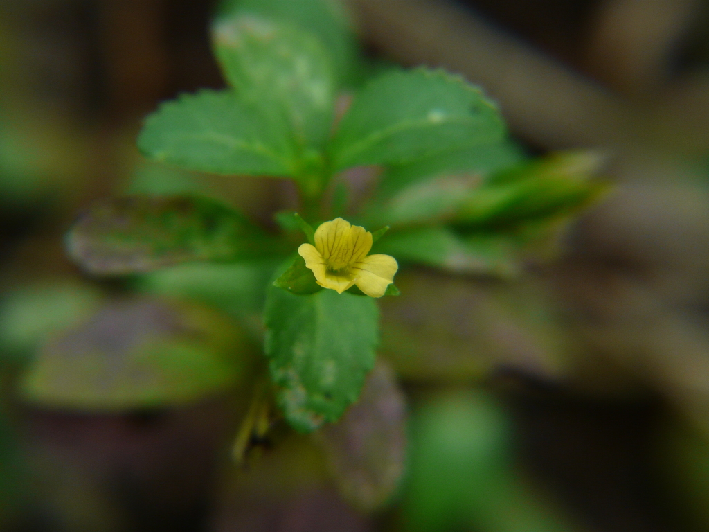 Oreja de ratón (Flora del Parque Estatal Sierra de Tepotzotlán, Segunda ...