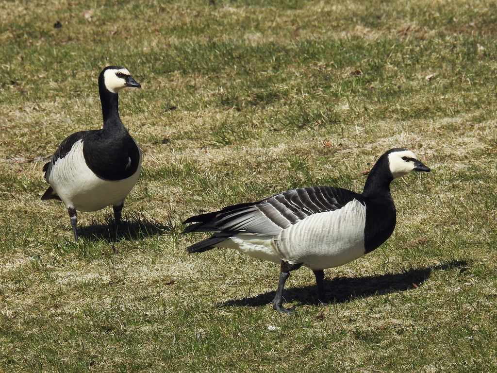 Barnacle Goose (Birds from Seville province (Spain)) · iNaturalist