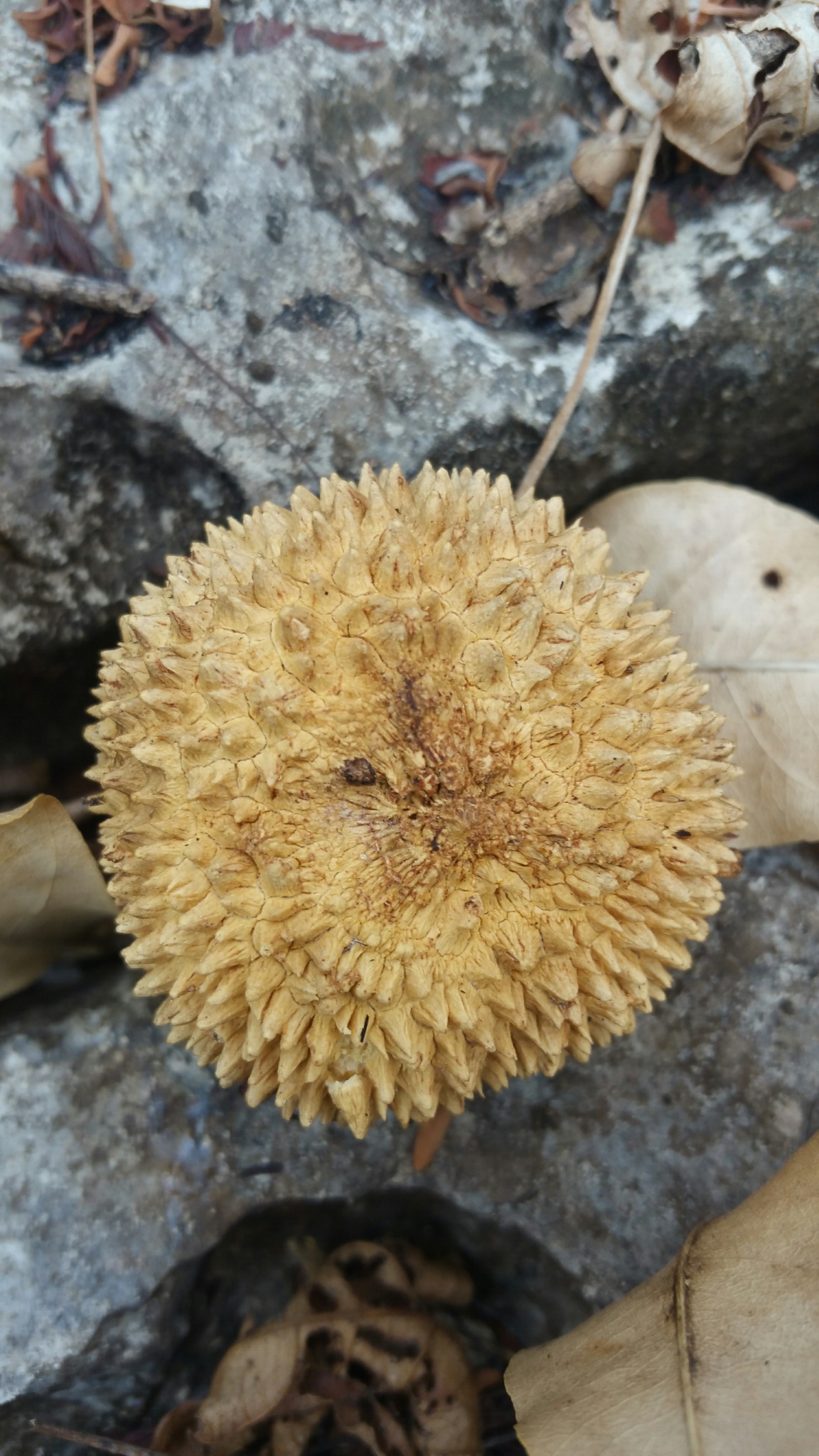 Sphaerosepalaceae
