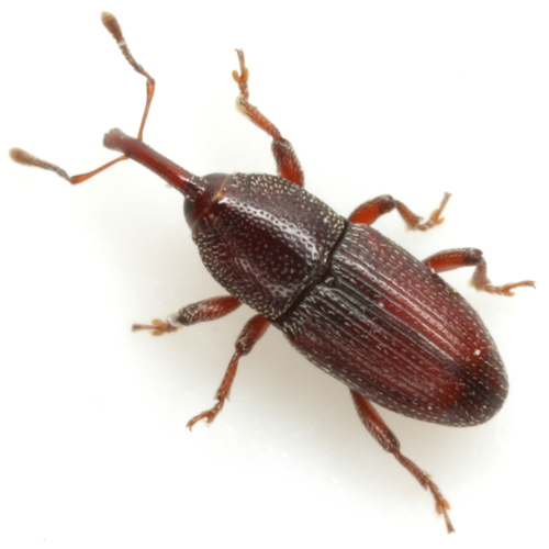Apinocis planiusculus · iNaturalist United Kingdom