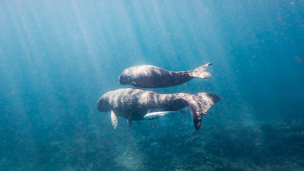 Sirenians (Sirenia) - Know Your Mammals