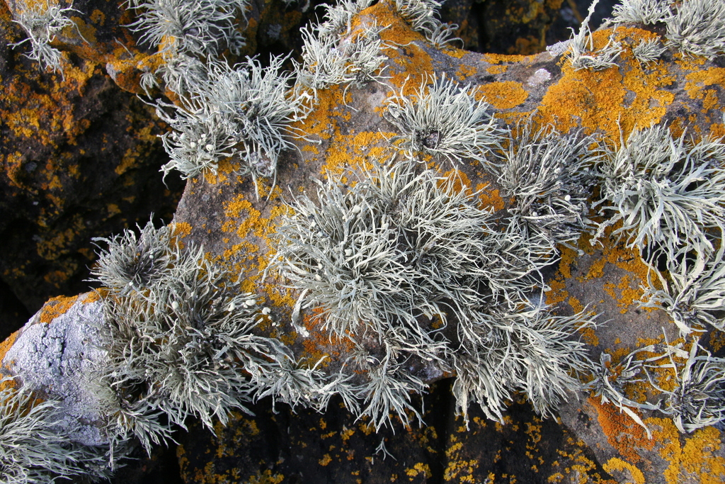 Sea Ivory (Lancashire Key Species - Lichens) · BioDiversity4All