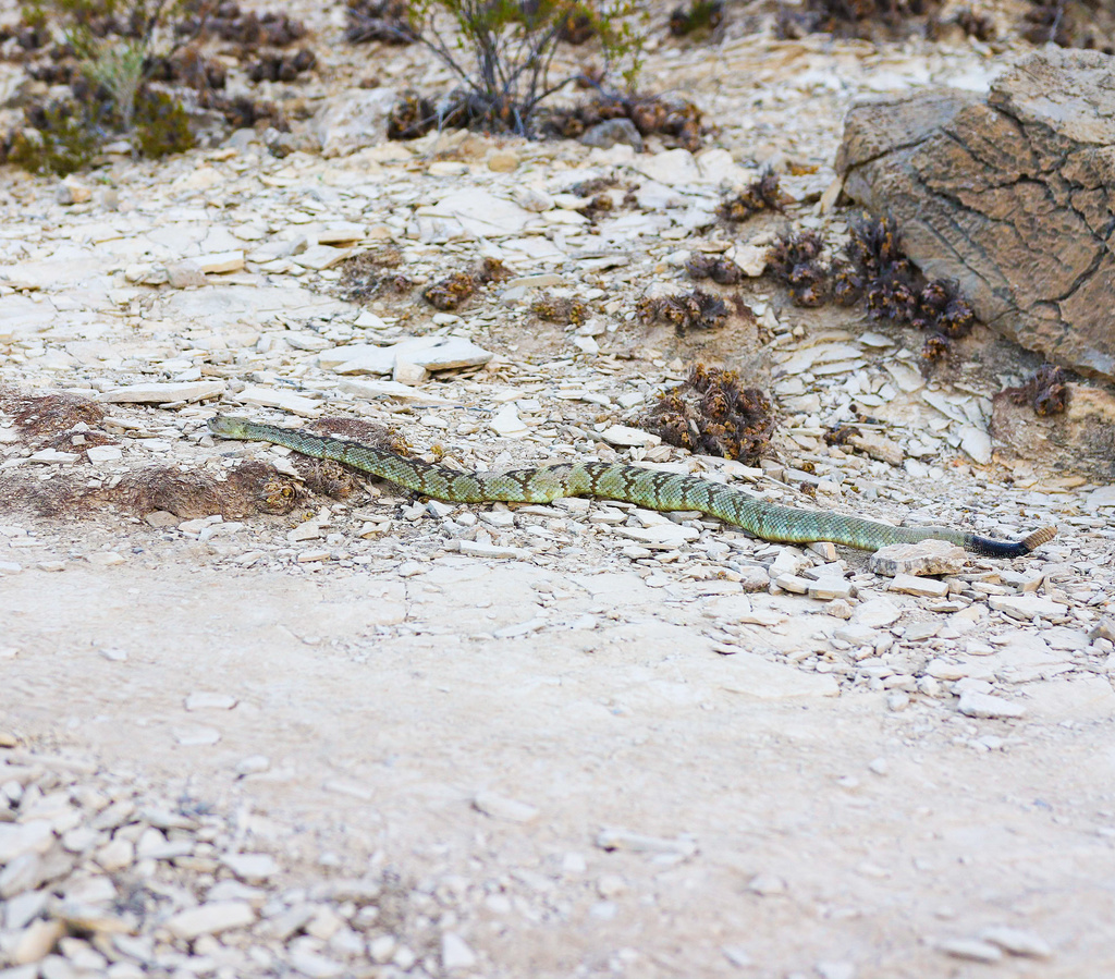 Eastern Black-tailed Rattlesnake from Big Bend National Park, Terlingua ...