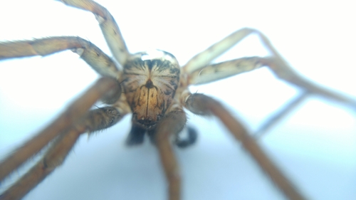 Sinopoda stellatops · iNaturalist