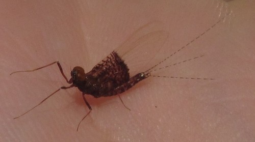 Operculate-gilled Leptophlebiids (Genus Adenophlebiodes) · iNaturalist