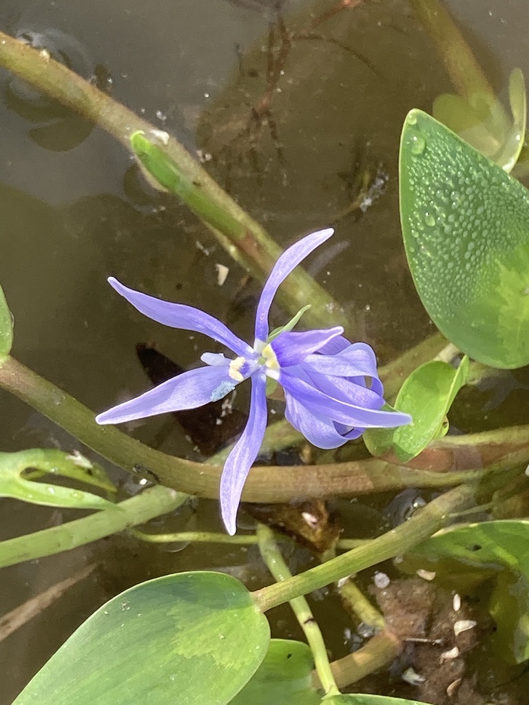 Blue Mudplantain from Pintail Ln, Natchez, MS, US on October 13, 2021 ...