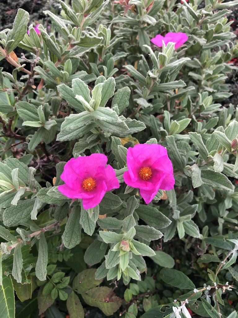 Cistus incanus (Beheer kruidentuin Abdij Postel) · iNaturalist