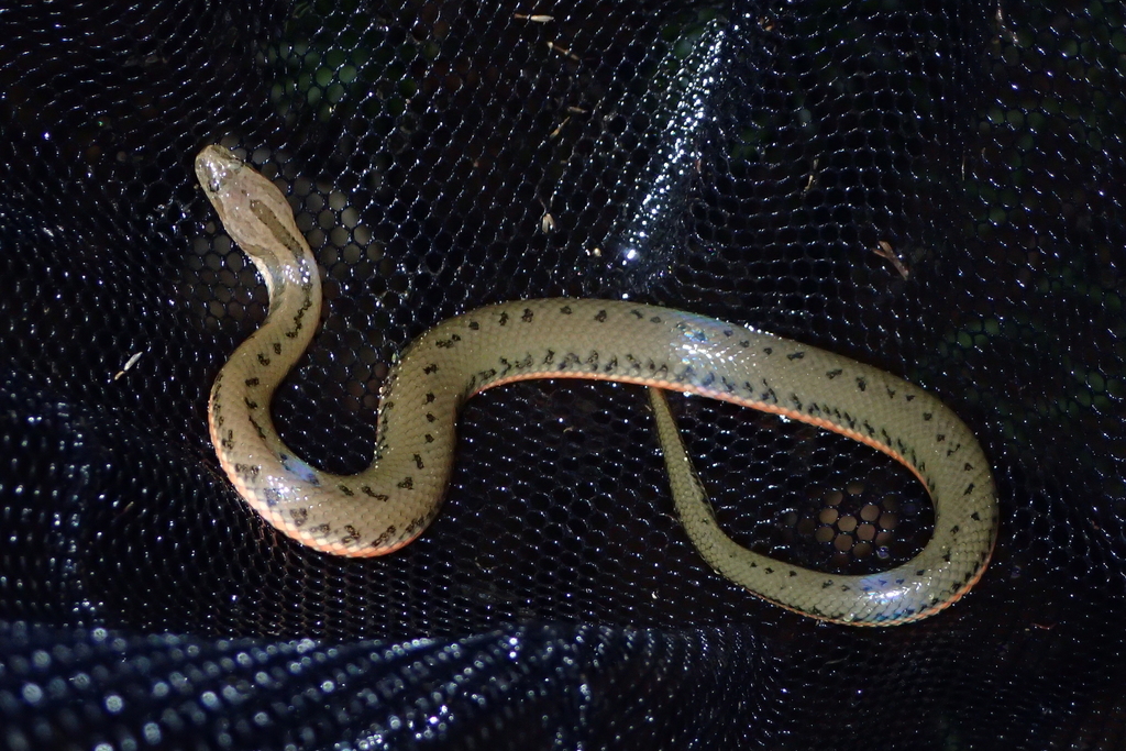 Chinese Water Snake from Tai Lam, Hong Kong on June 25, 2012 at 09:28 ...