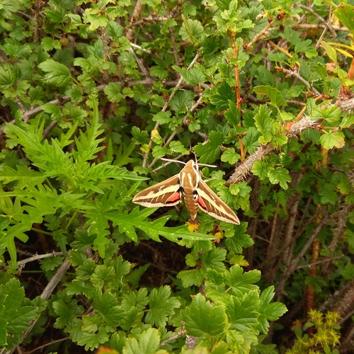 Hyles exilis · iNaturalist