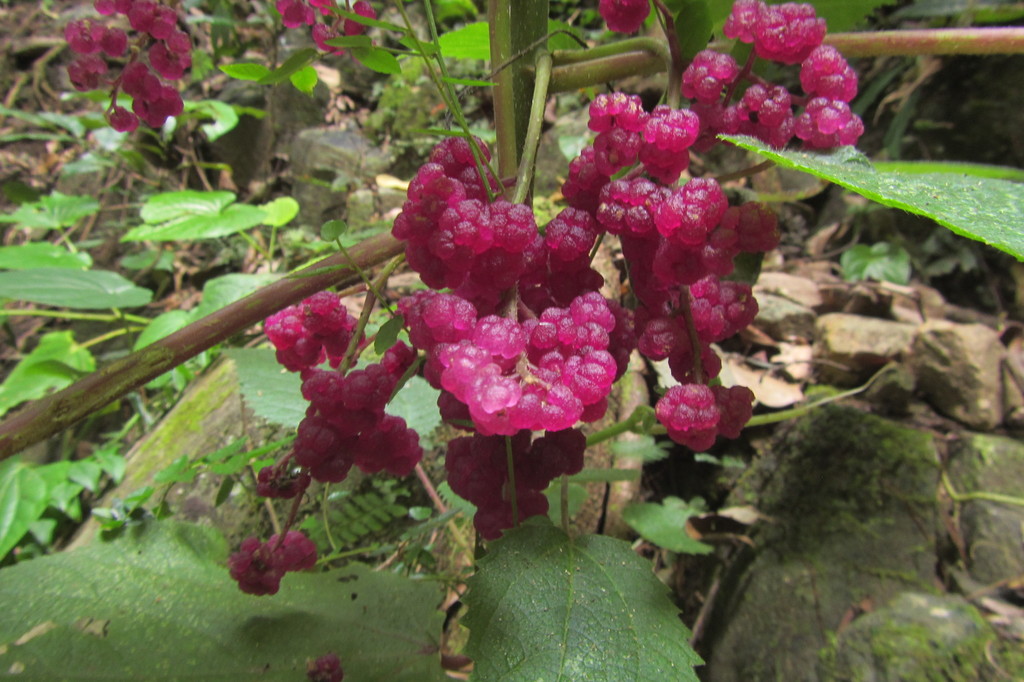 Gympie Stinging Tree from Barron Gorge QLD 4870, Australia on June 10 ...