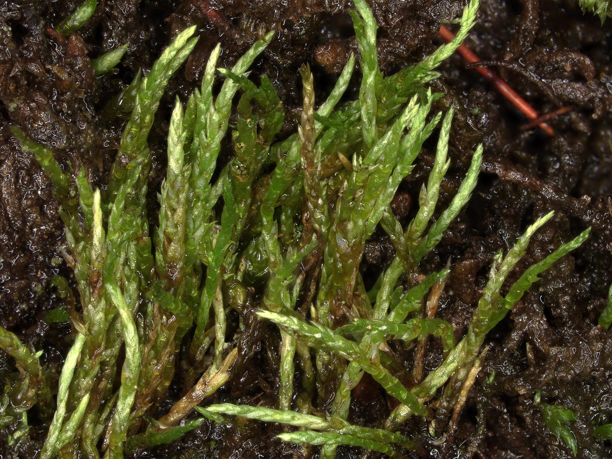 Anomobryum Schimp.