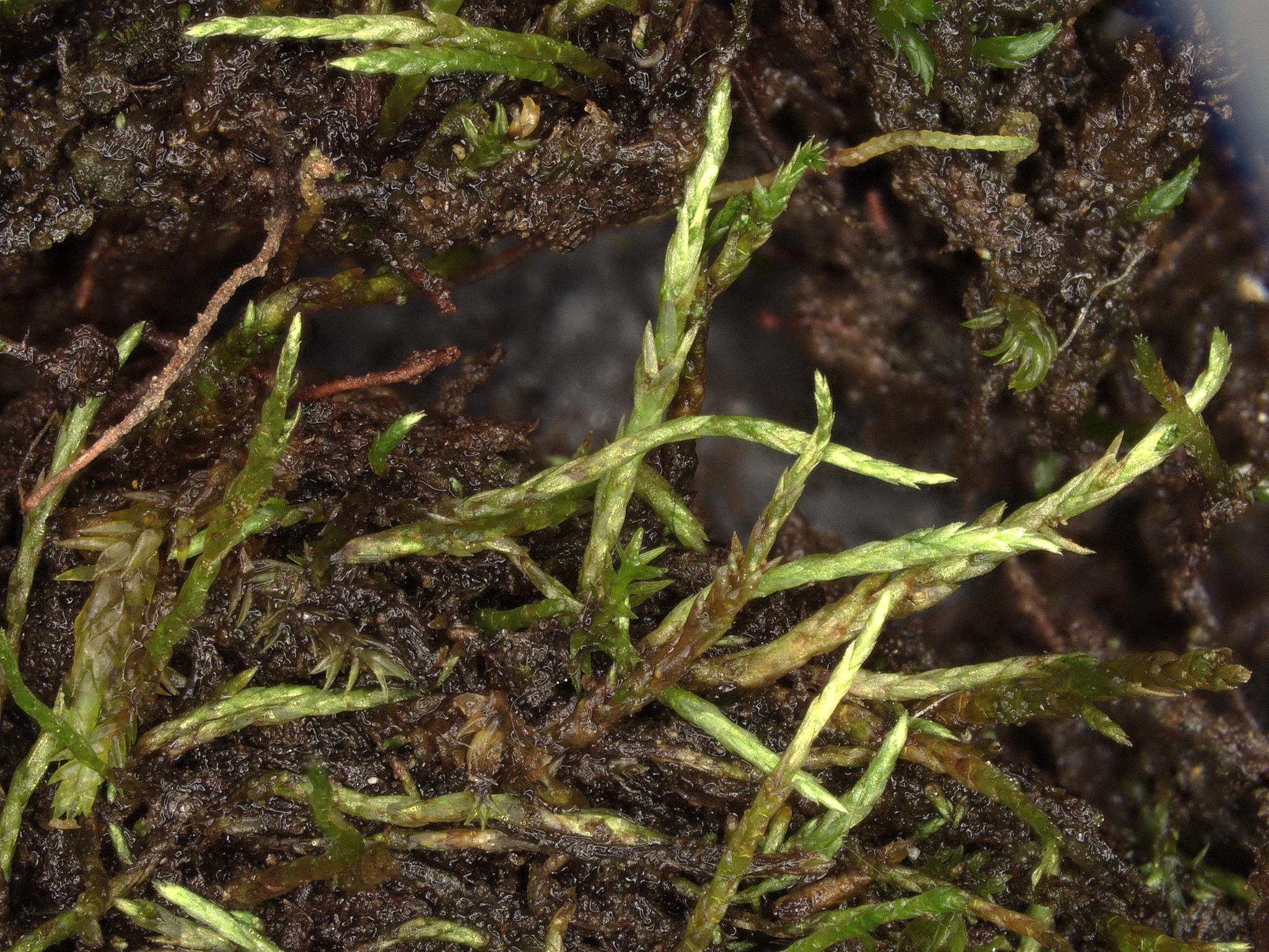 Anomobryum Schimp.