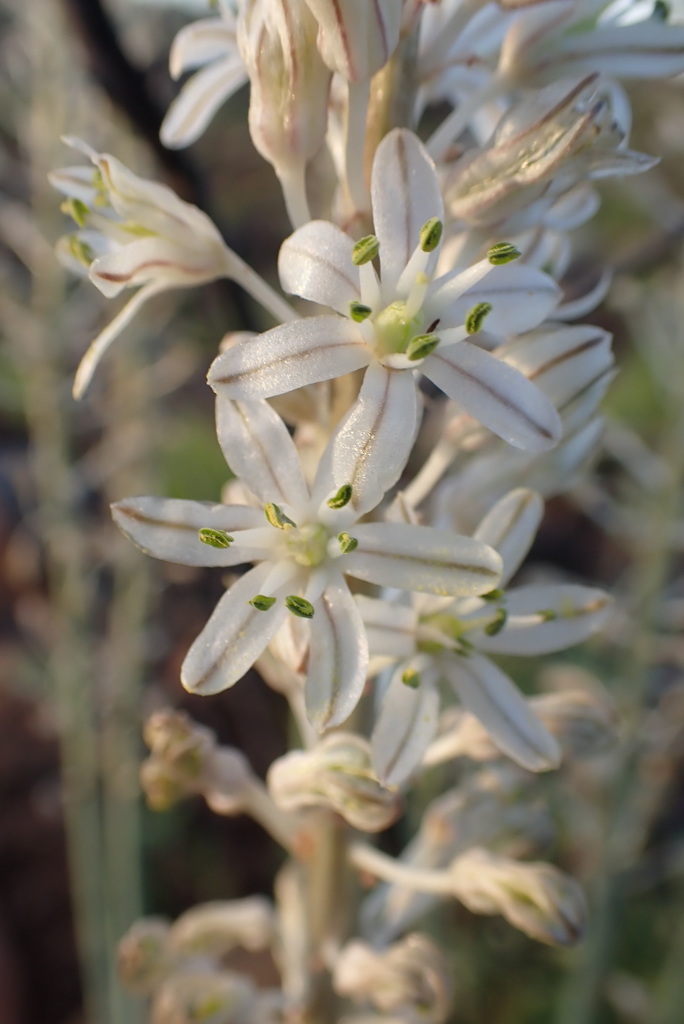 Largecapsule Poison Squills (Macrocentrae) - Botanical Realm