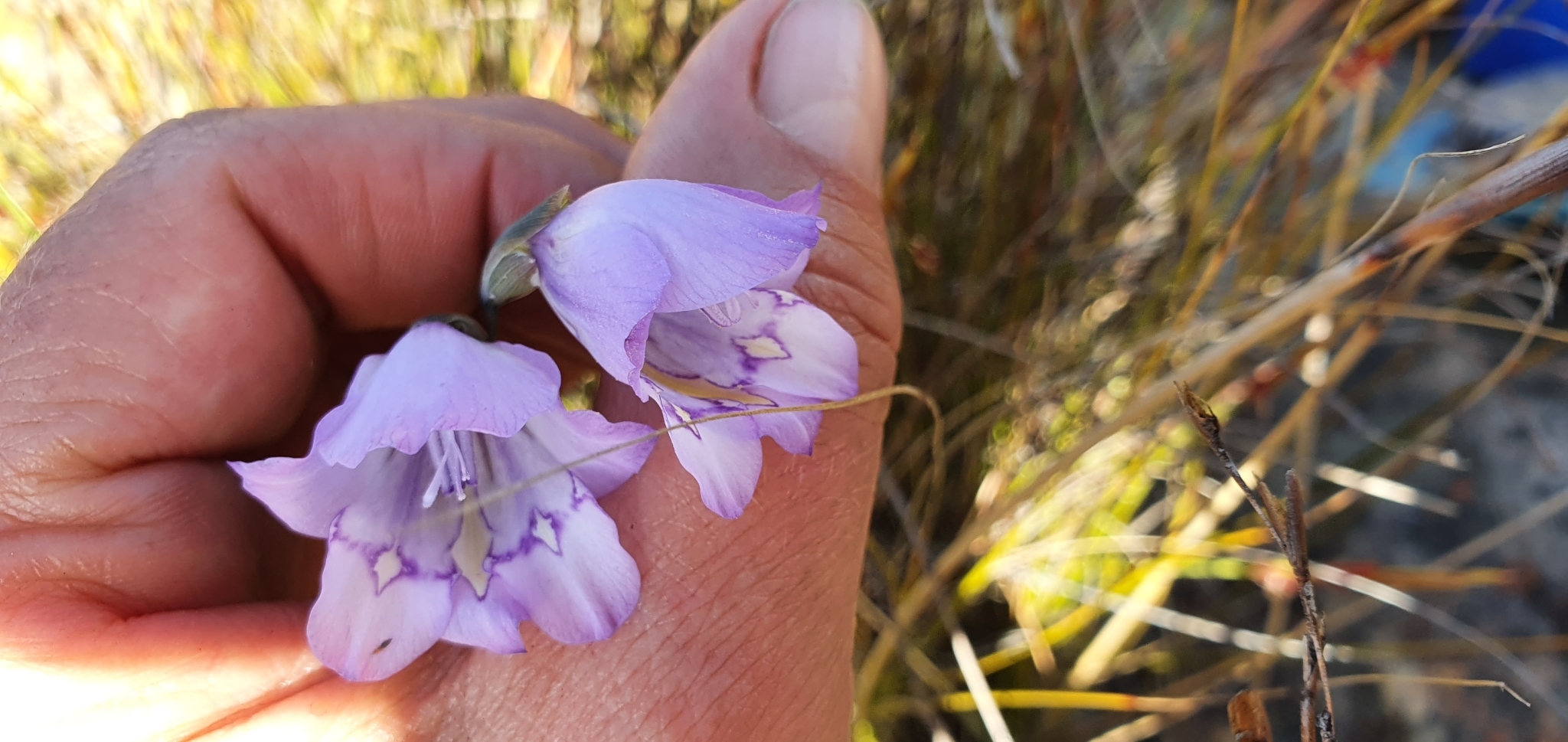 Gladiolus inflatus (Thunb.) Thunb.