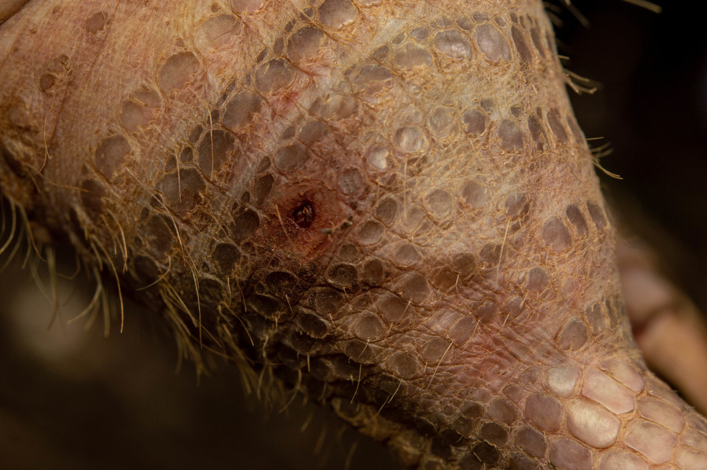 Jigger Flea from Brumadinho - MG, Brasil on January 26, 2021 at 11:07 ...