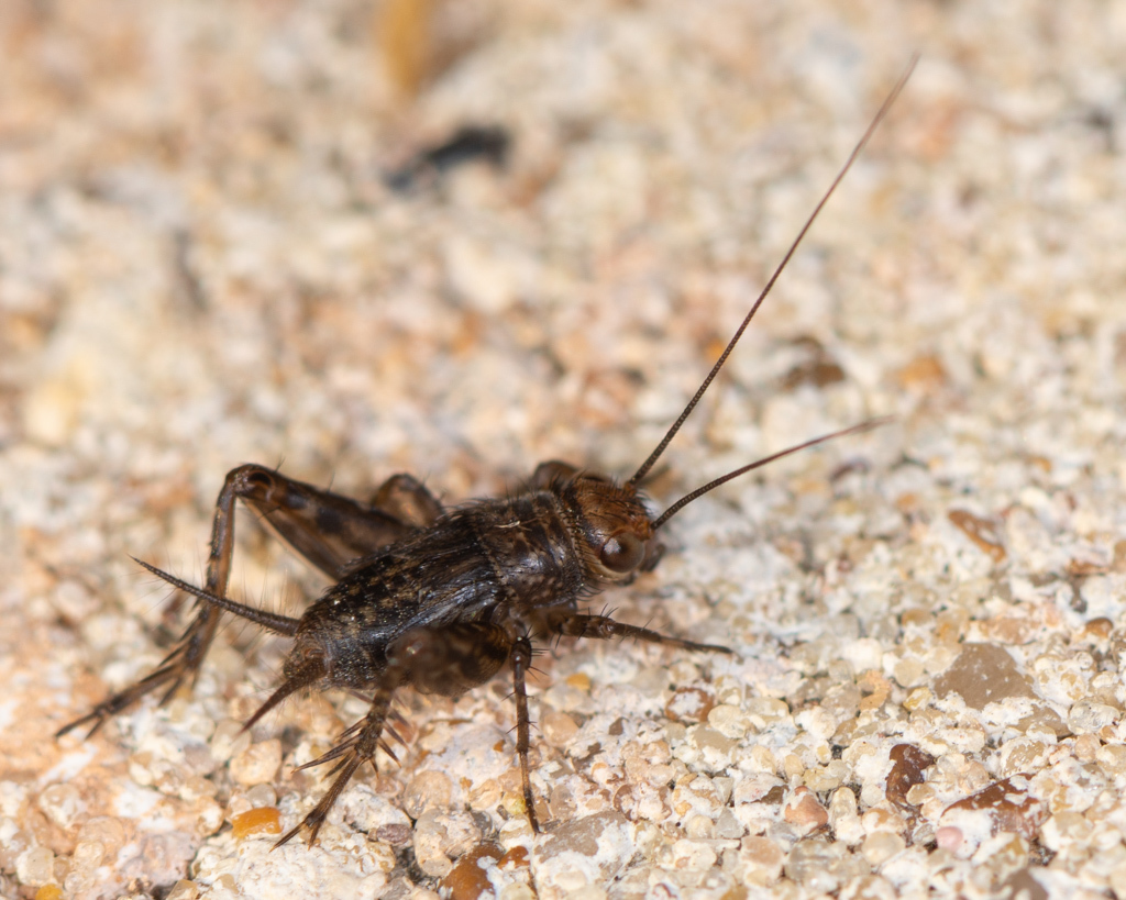 Collared Ground Cricket in April 2018 by Tracey Fandre · iNaturalist