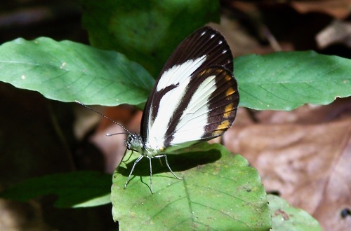 Subspecies Itaballia pandosia kicaha · iNaturalist