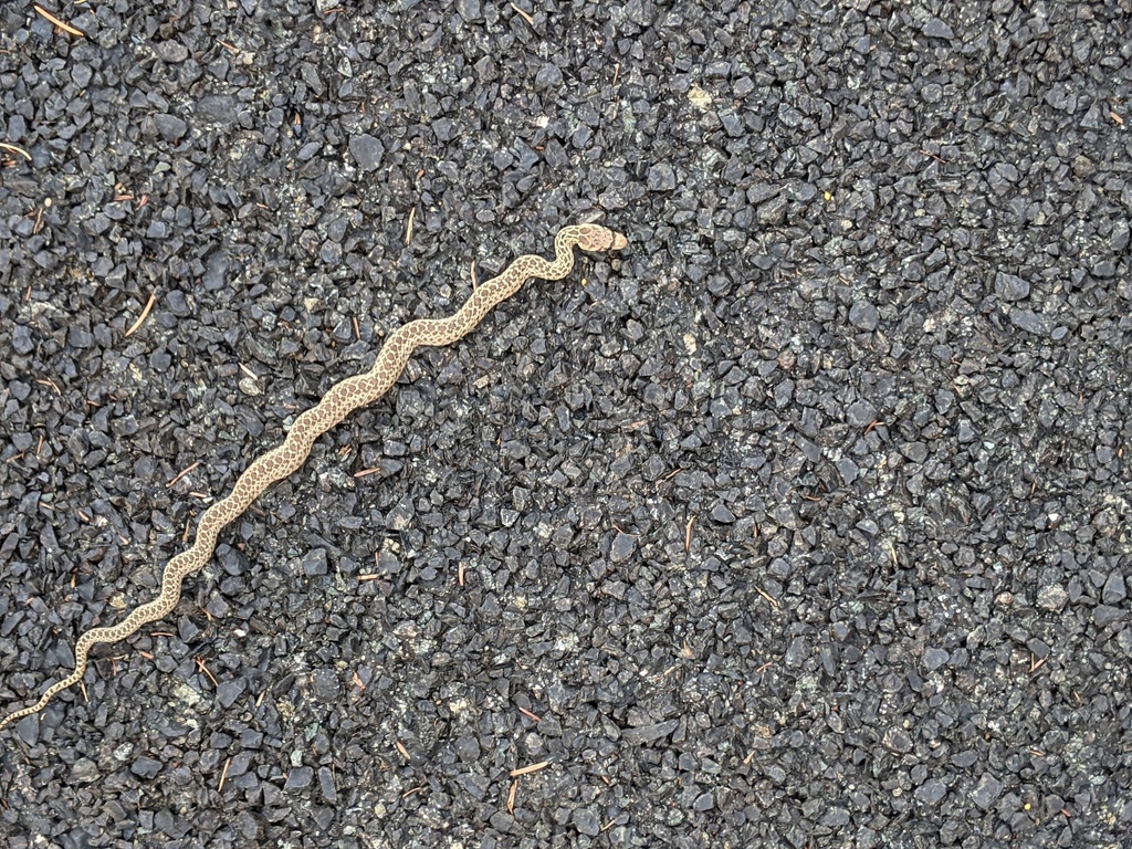 Pacific Gopher Snake from Napa County, CA, USA on September 12, 2021 at ...