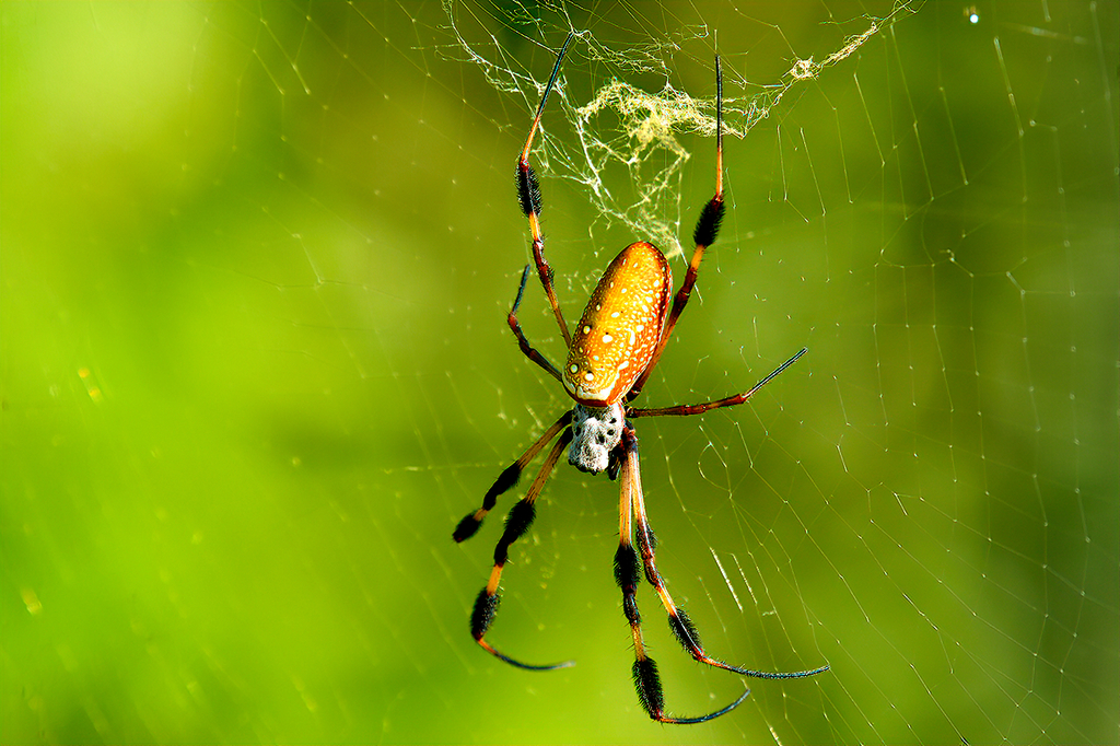 Golden Silk Spider from Lake Jackson, TX, USA on July 25, 2019 at 08:15 ...