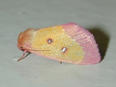 Pink Star Moth from Floyd Bennet Field, Brooklyn, NY, USA on August 12 ...