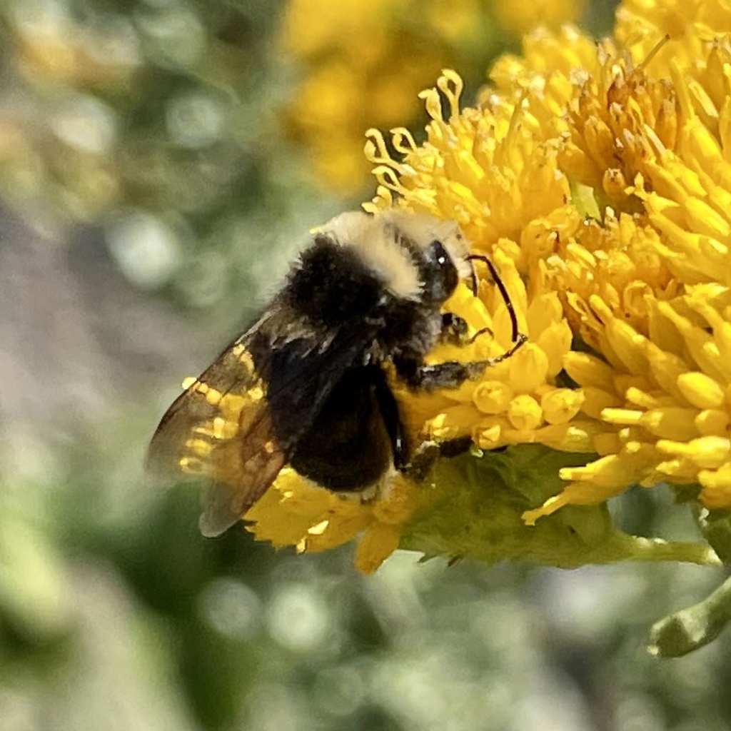 Yellow-faced Bumble Bee from Charles St, San Diego, CA, US on October ...